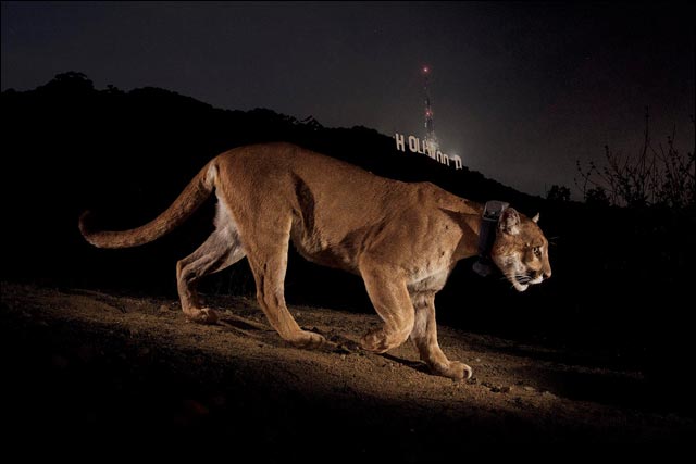 photo National Geographic puma | Blog-Note